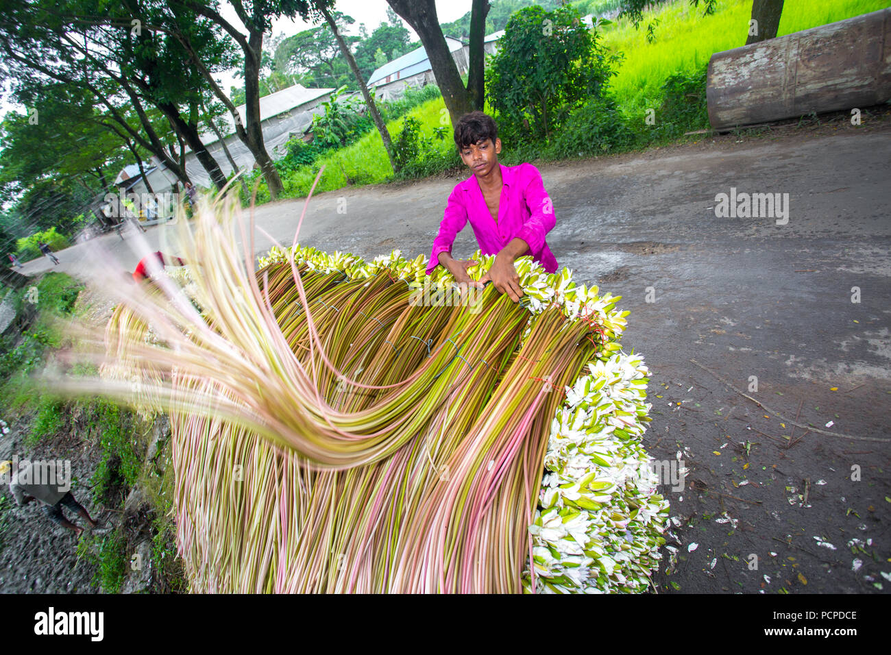 Sada Shapla (white waterlily) is the national flower of Bangladesh ...