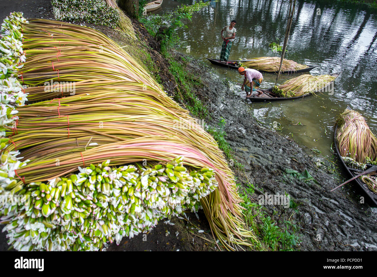 Sada Shapla (white waterlily) is the national flower of Bangladesh ...