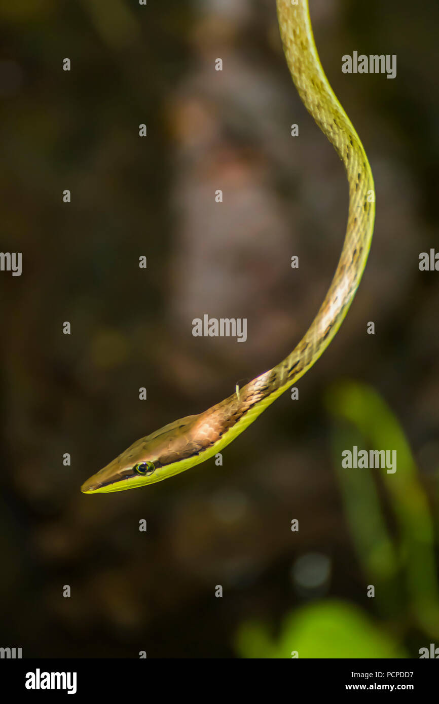 Jungle snake hi-res stock photography and images - Alamy