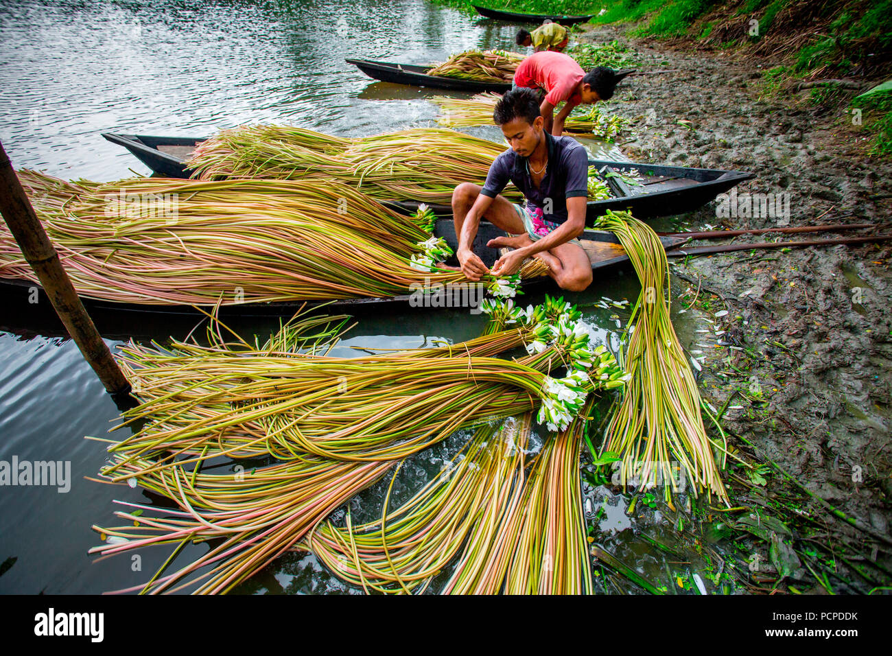 Sada Shapla (white waterlily) is the national flower of Bangladesh ...