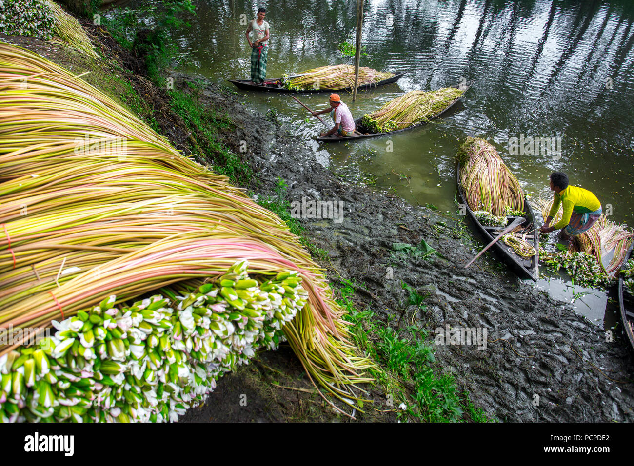 Sada Shapla (white waterlily) is the national flower of Bangladesh ...