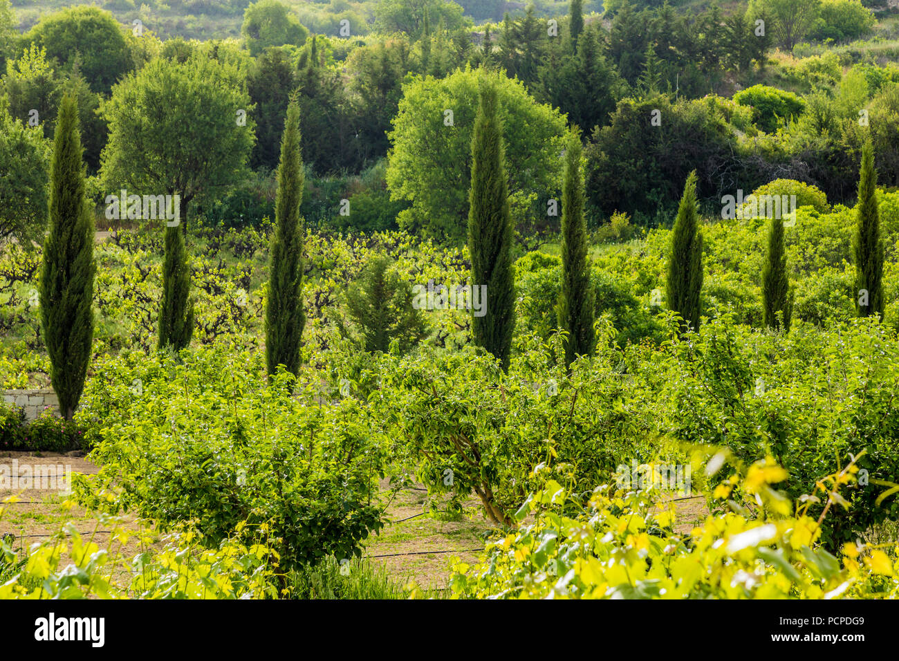 Lania, Cyprus. May 2018. A typical view of the countryside outside the ...