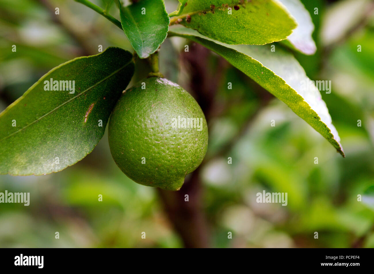 Key Lime - Citrus aurantiifolia Limettier - Lime Stock Photo - Alamy