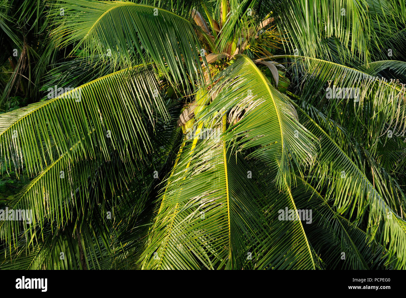 Cocotier Stock Photos & Cocotier Stock Images - Alamy