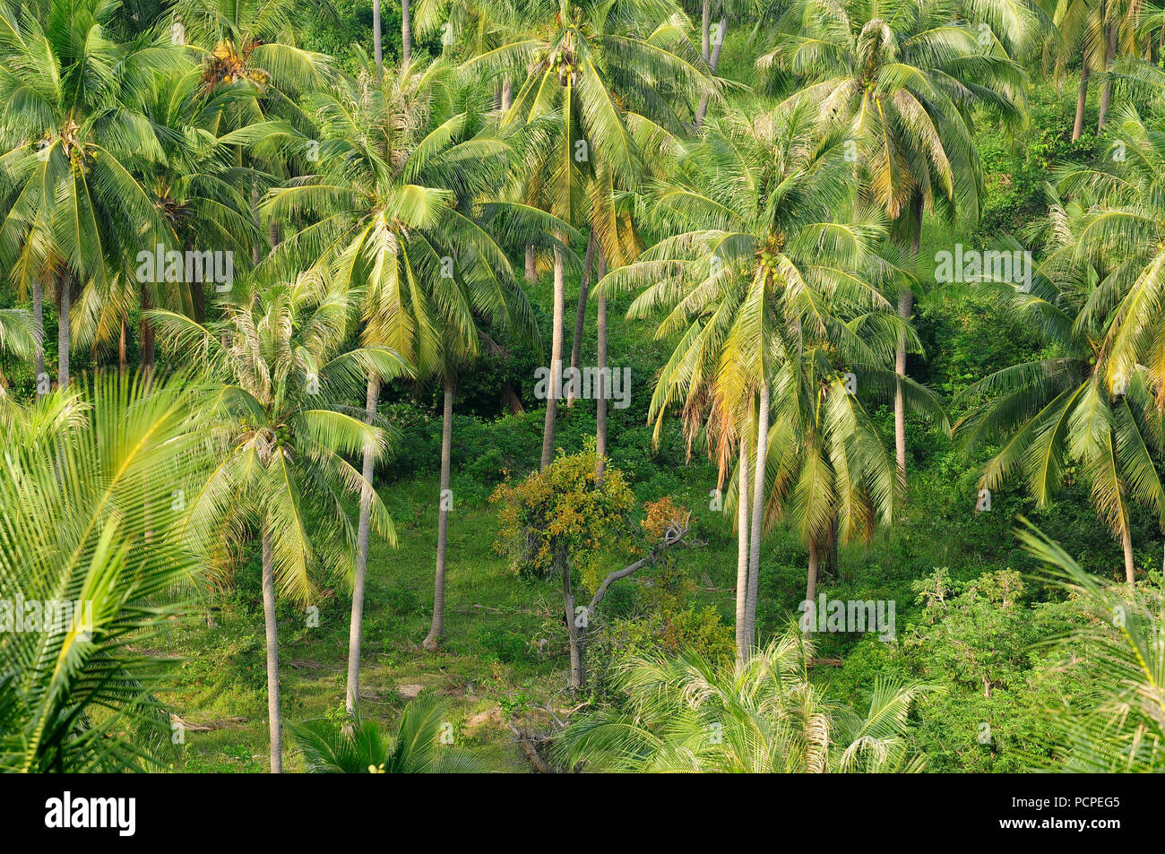 Cocotier hi-res stock photography and images - Alamy