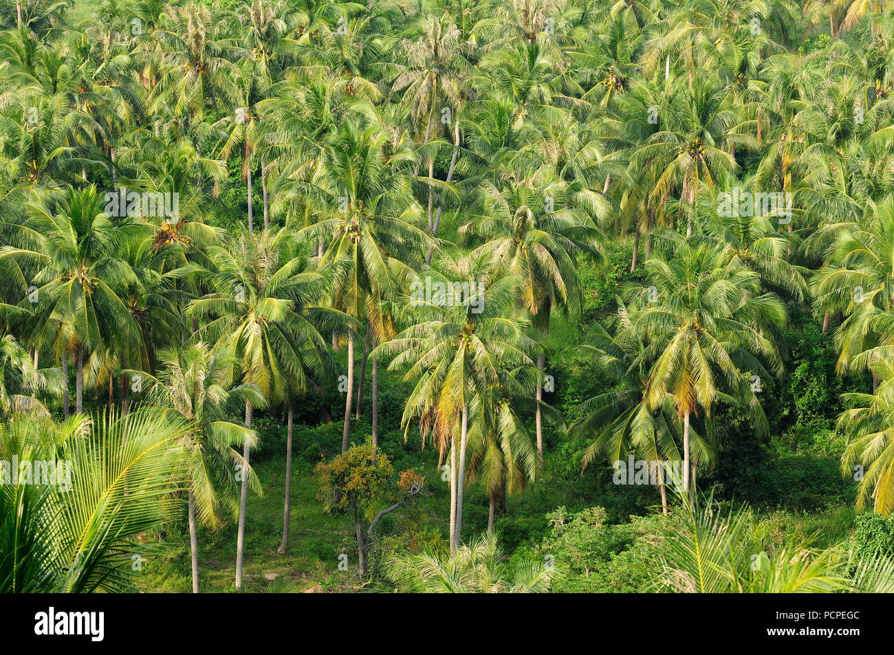 Cocotier cocos nucifera hi-res stock photography and images - Alamy