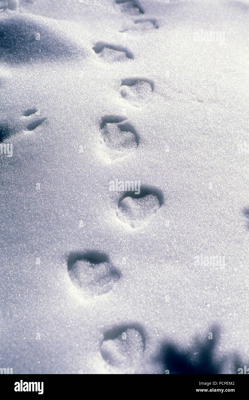 Mallard - tracks in the snow - Anas platyrhynchos Colvert - Traces de ...