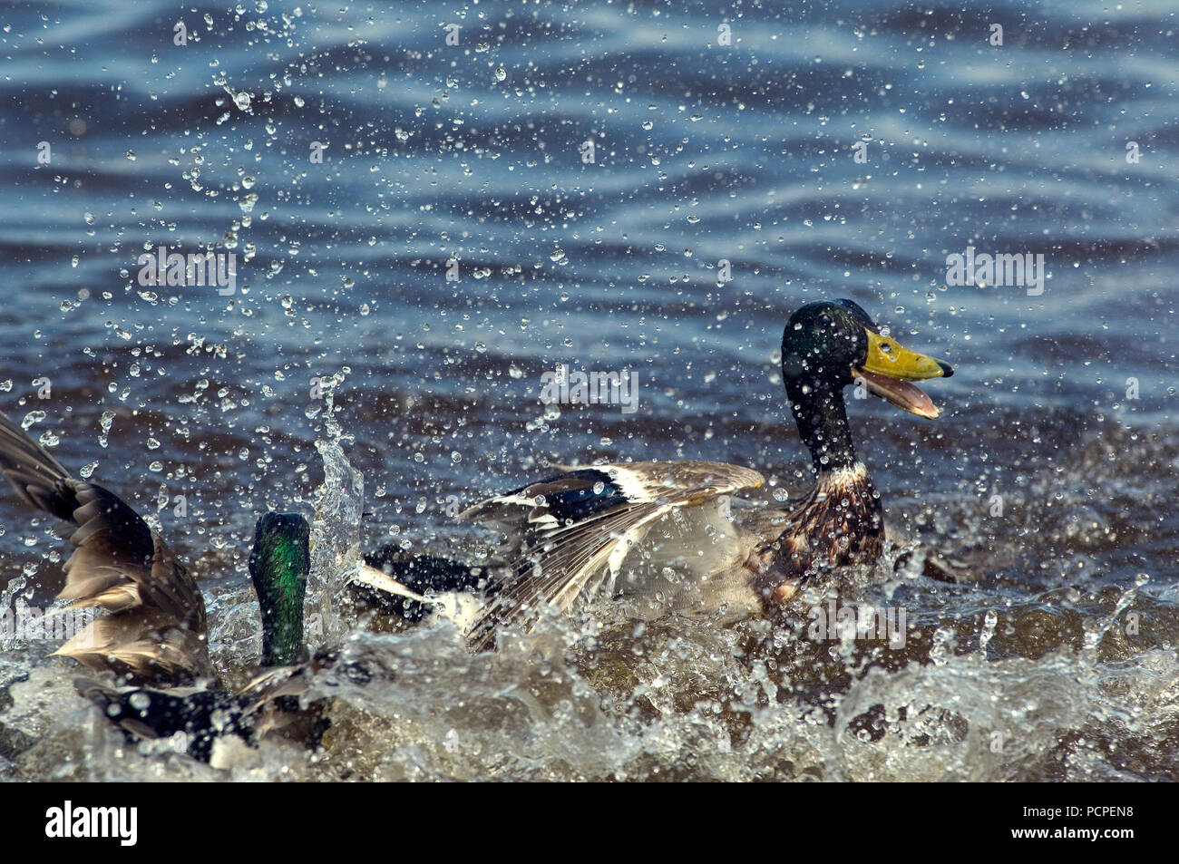 Bagarre hi-res stock photography and images - Alamy