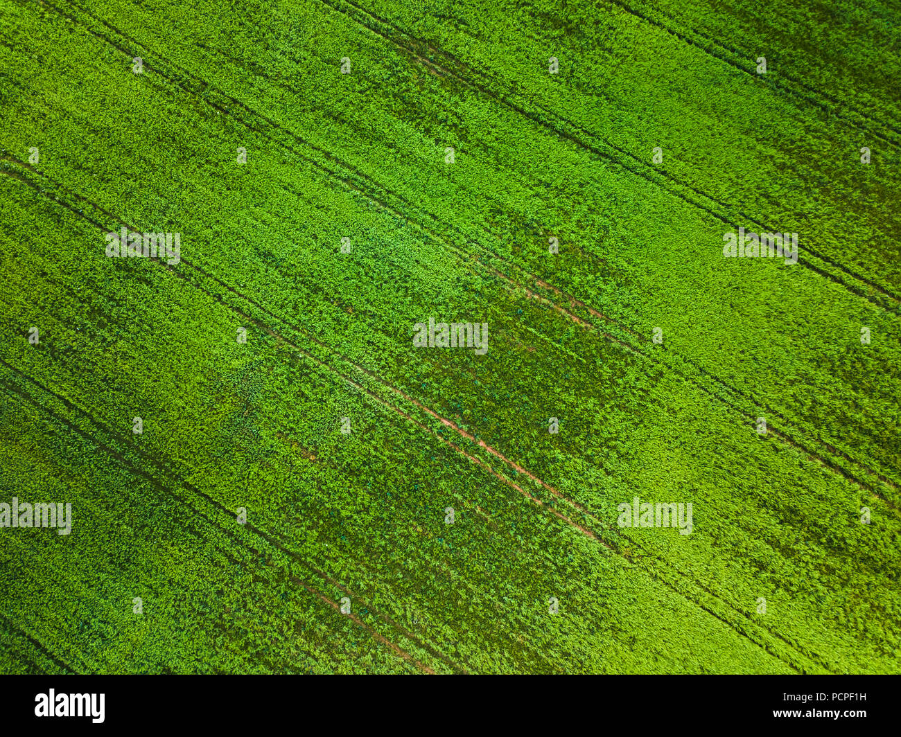 Top view of Natural green grass texture, Aerial view of park Stock ...