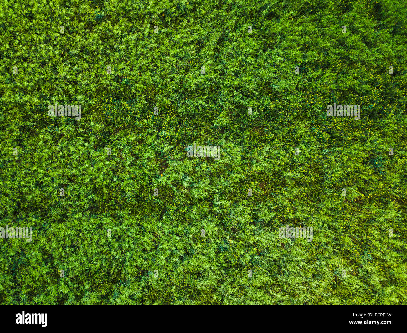 Top view of Natural green grass texture, Aerial view of park Stock ...