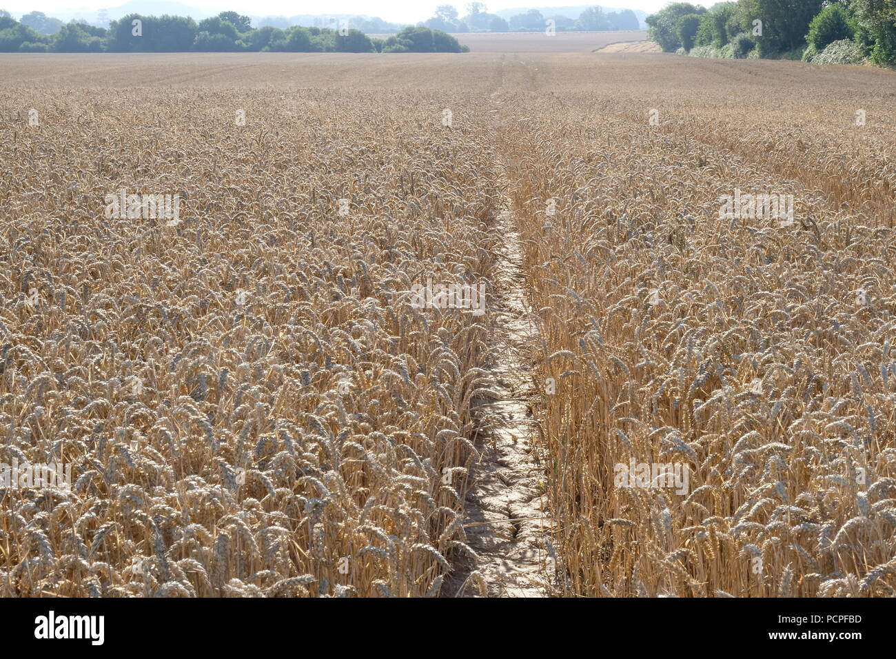 Wheat fields ready for harvesting also showing a very dry, cracked soil ...