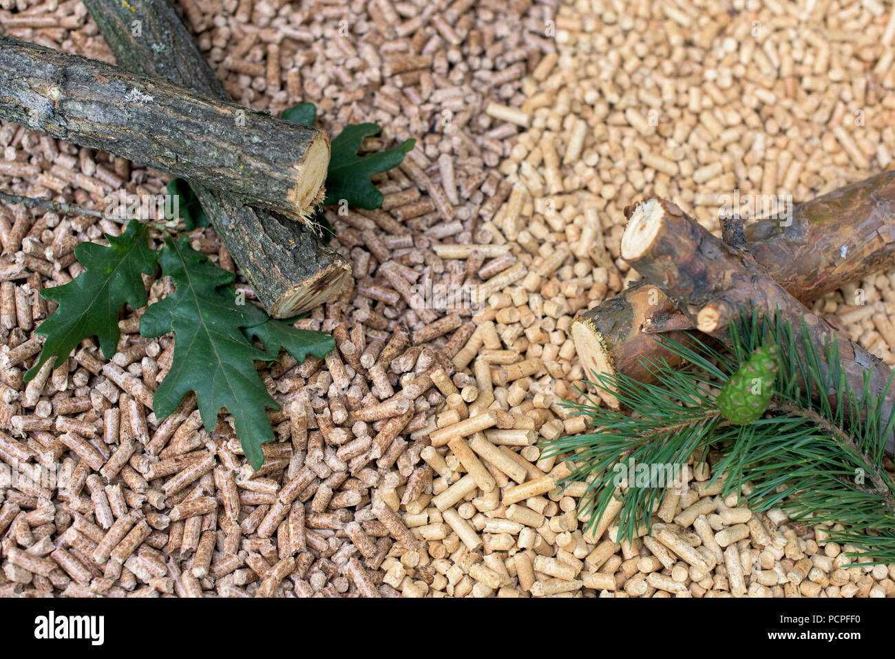 Deciduous and coniferous biomass - fir, pine, oak, wood, cone, pellets ...