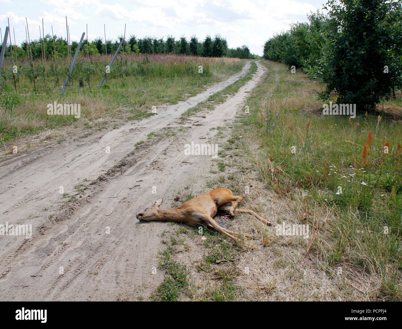 Dead deer hi-res stock photography and images - Alamy