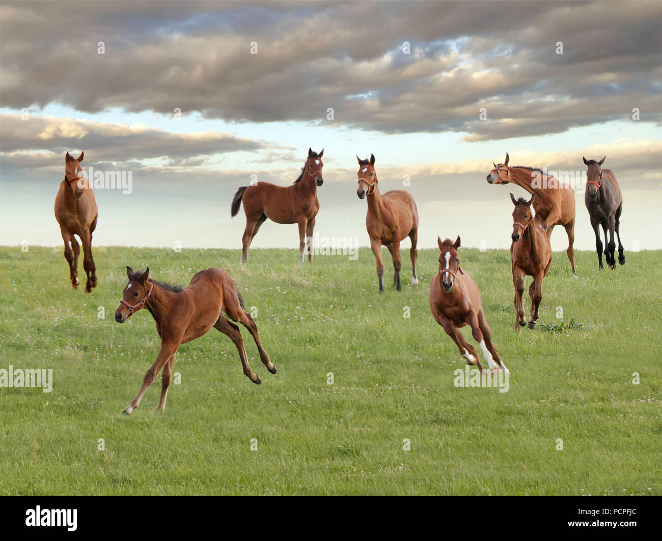 Foals on grass field hi-res stock photography and images - Alamy