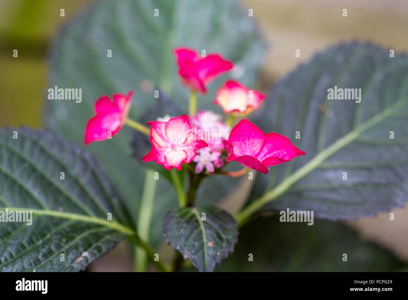 Hydrangea Macrophylla, Dark Angel red Stock Photo - Alamy