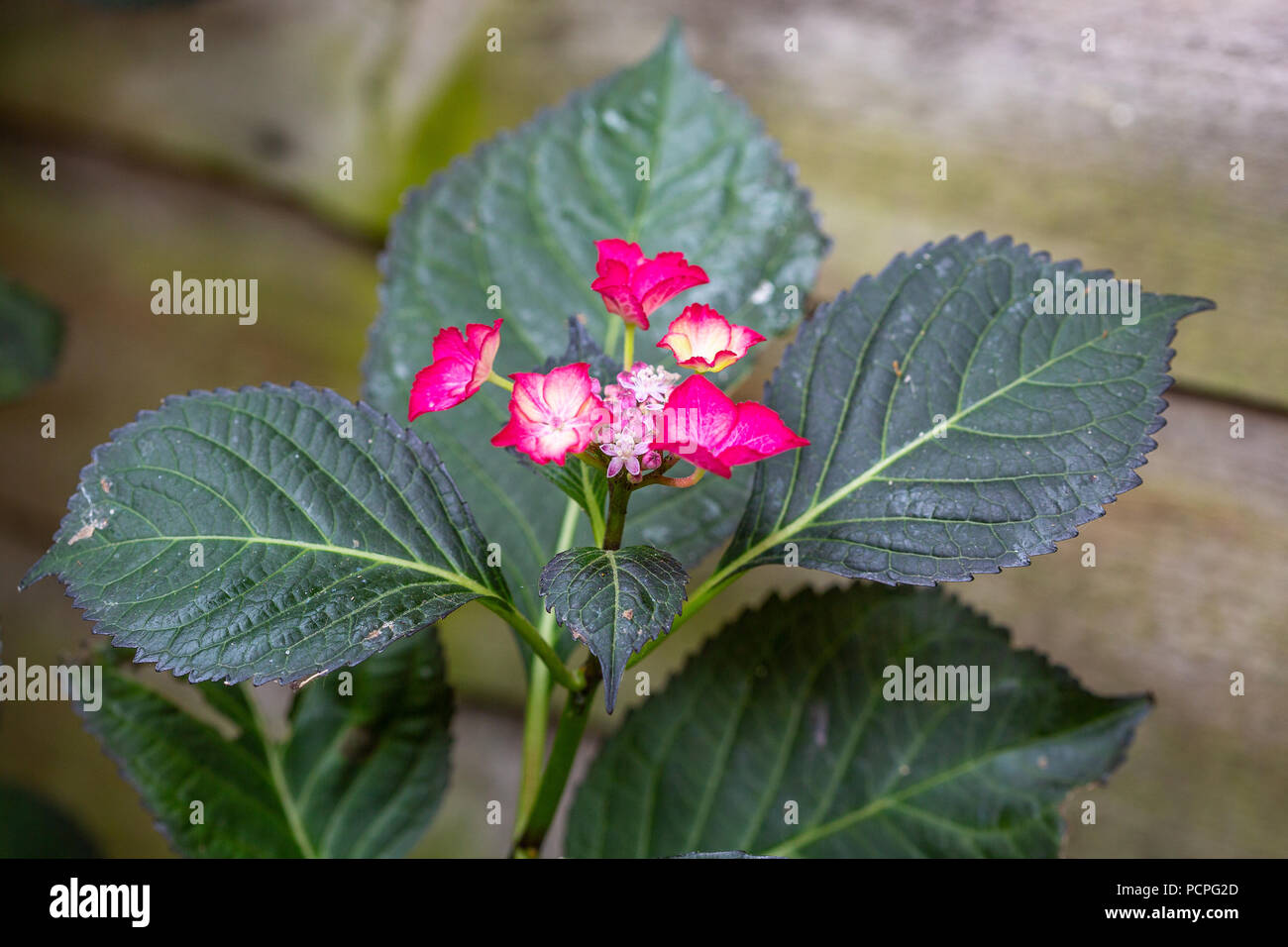 Hydrangea Macrophylla, Dark Angel red Stock Photo - Alamy