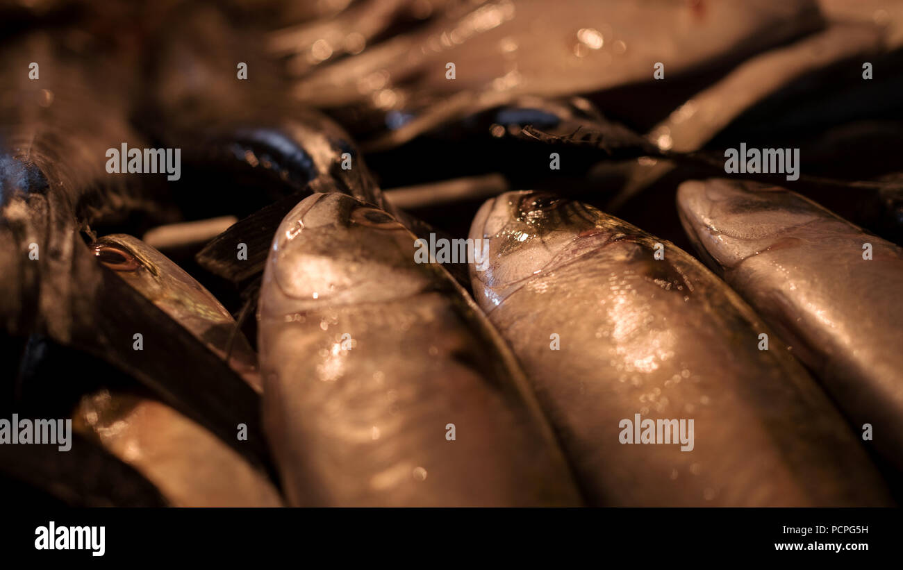 Fish stock on a stock image site Stock Photo - Alamy