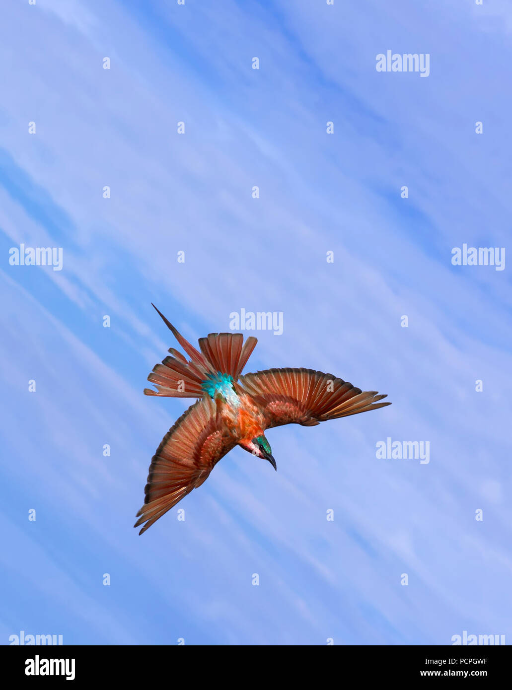 Carmine bee eater botswana hi-res stock photography and images - Alamy