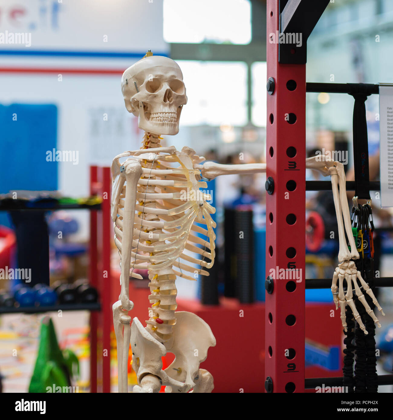 Plastic Human Skeleton in a Relaxed and Fun Pose Stock Photo - Alamy
