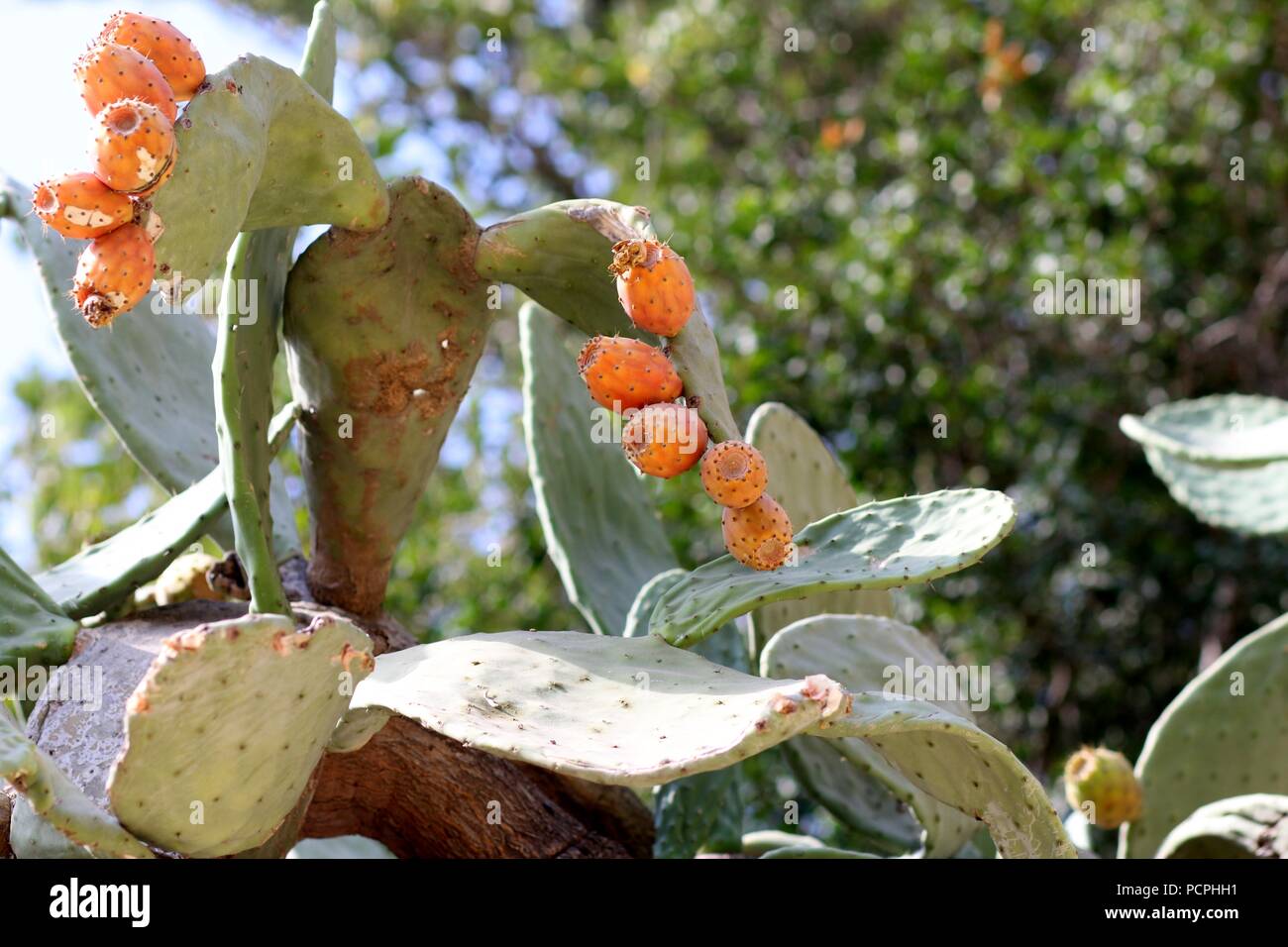 The fruits of the sabras plant are ready for picking Stock Photo - Alamy