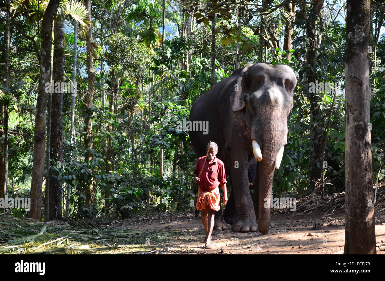 Elephant passing by with man Stock Photo - Alamy