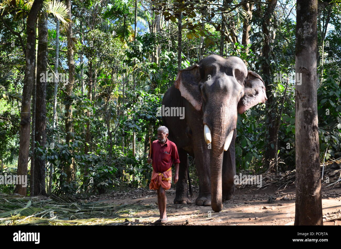 Elephant passing by with man Stock Photo - Alamy