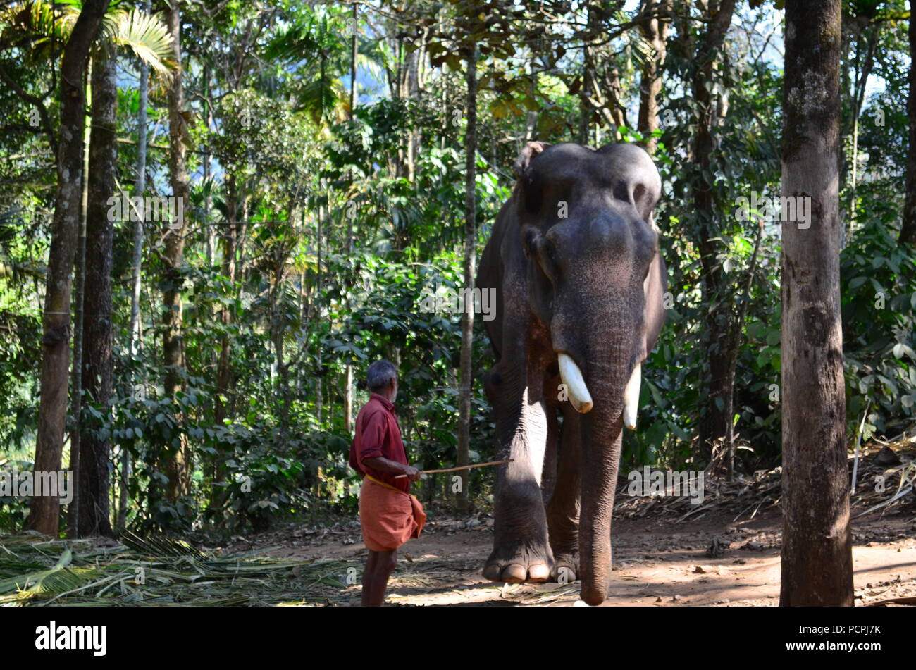 Elephant passing by with man Stock Photo - Alamy