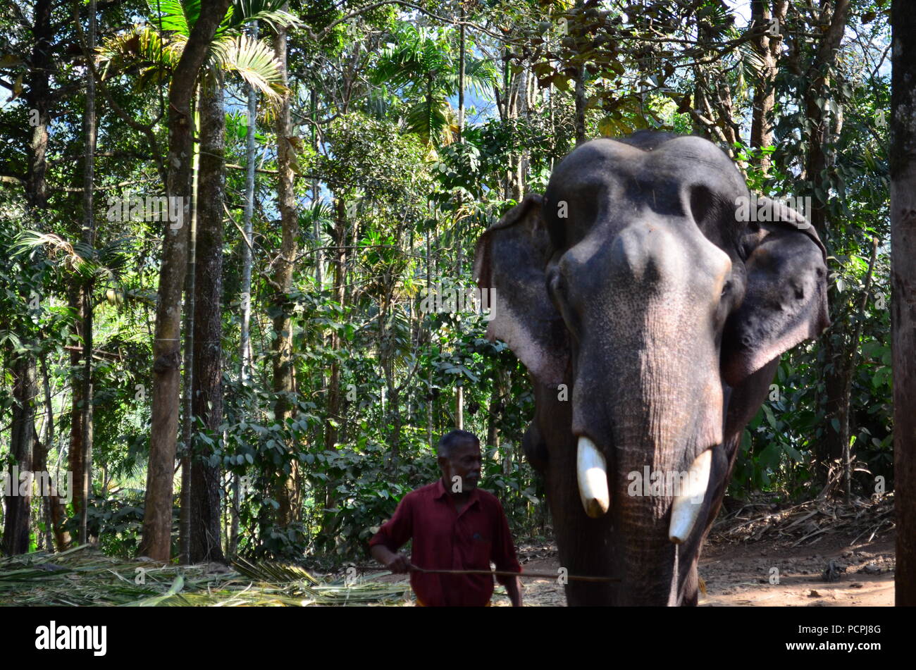 Indian elephant shadow hi-res stock photography and images - Alamy