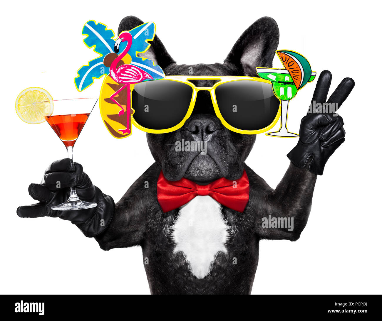 french bulldog dog holding martini cocktail glass ready to have fun and ...