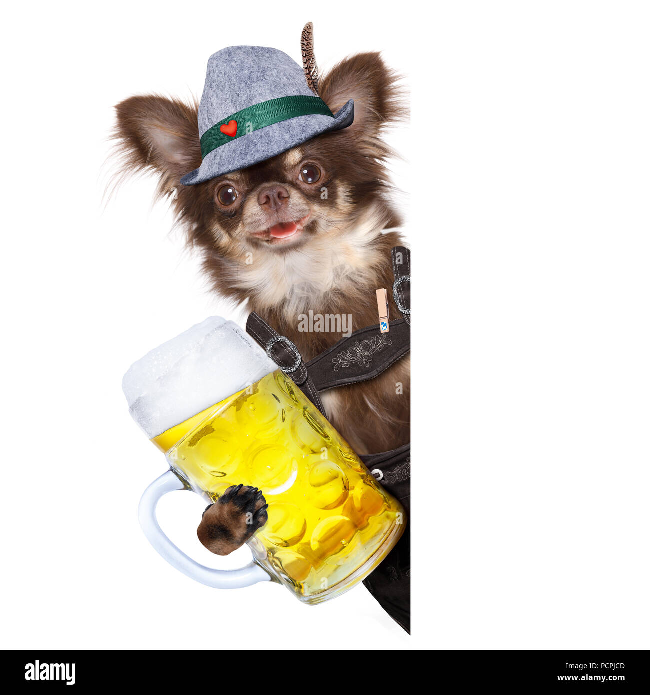 bavarian dachshund or sausage dog with gingerbread and mug isolated on ...