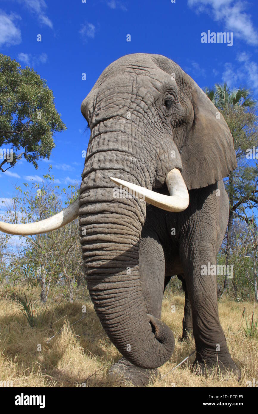 African elephant close up hi-res stock photography and images - Alamy
