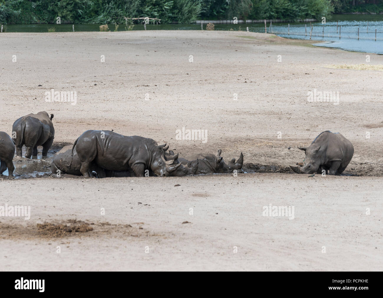 Hippo group dry hi-res stock photography and images - Alamy