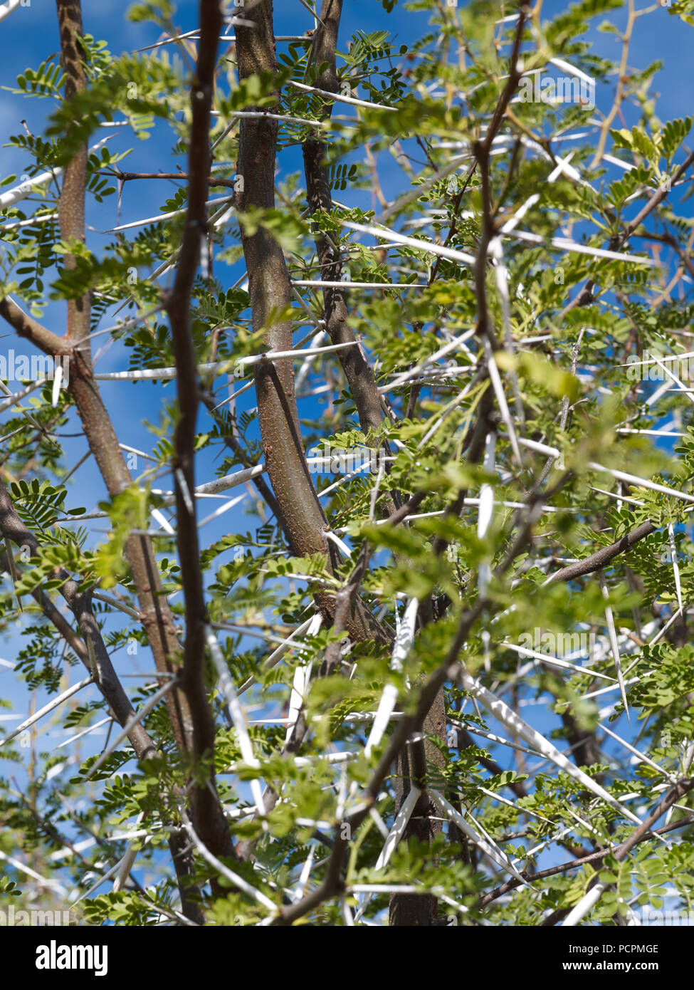 South african acacia tree showing spines, garden route, south africa ...