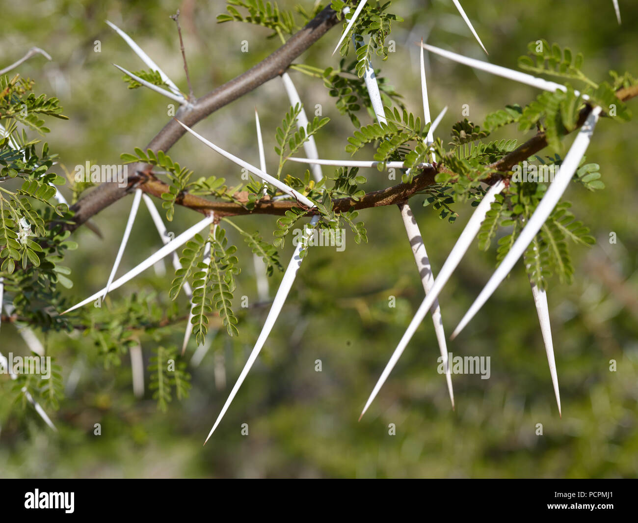 South african acacia tree showing spines, garden route, south africa ...