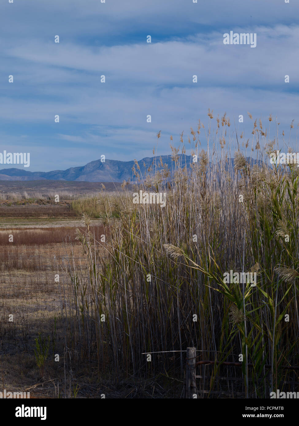 Reeds in the south african landscape, Oudtshorn Stock Photo - Alamy