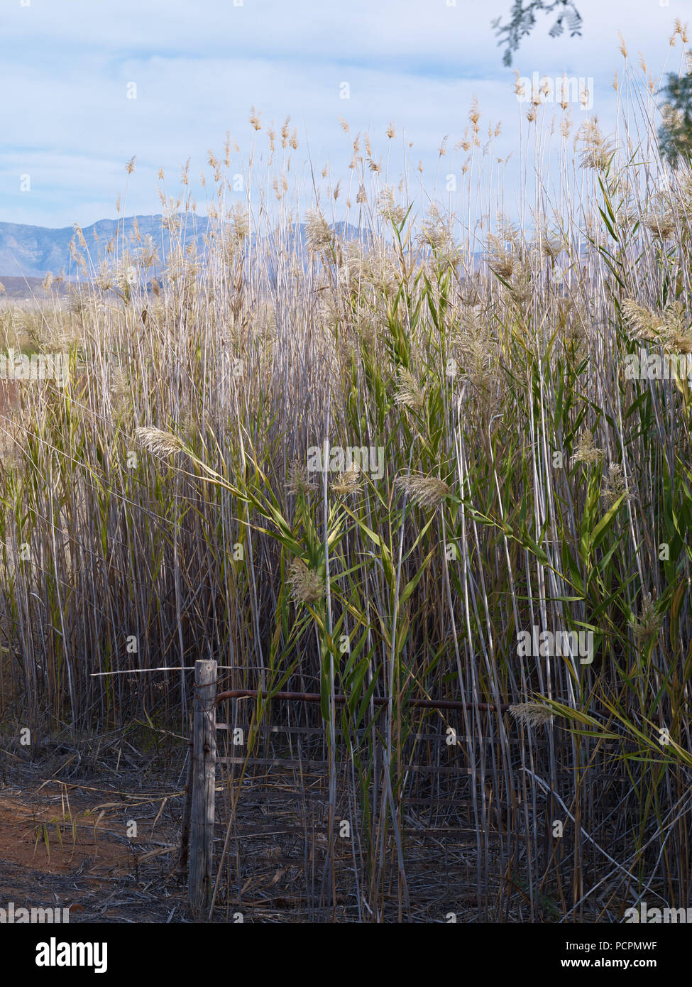 Reeds in the south african landscape, Oudtshorn Stock Photo - Alamy