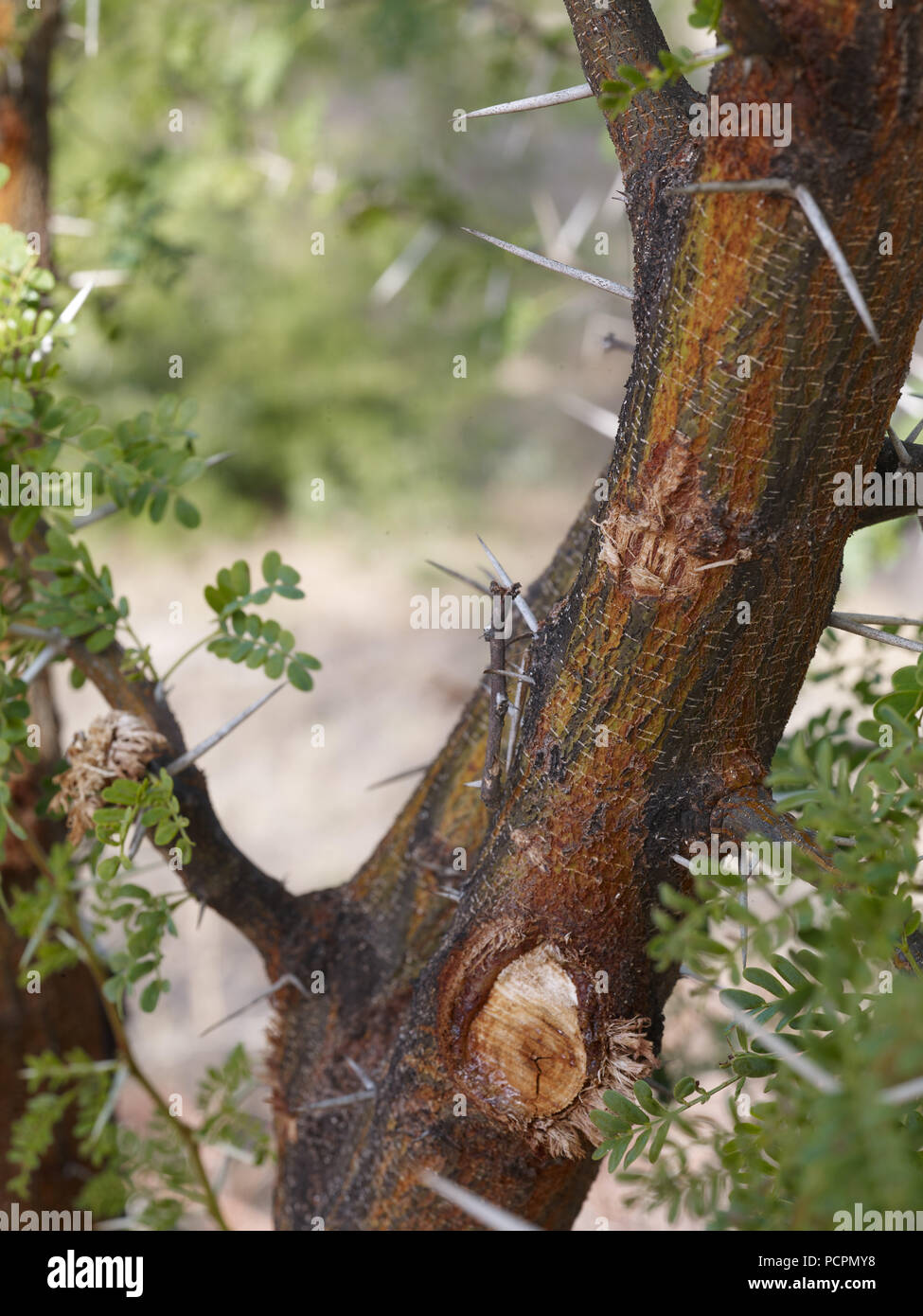 African Acacia Tree Bark