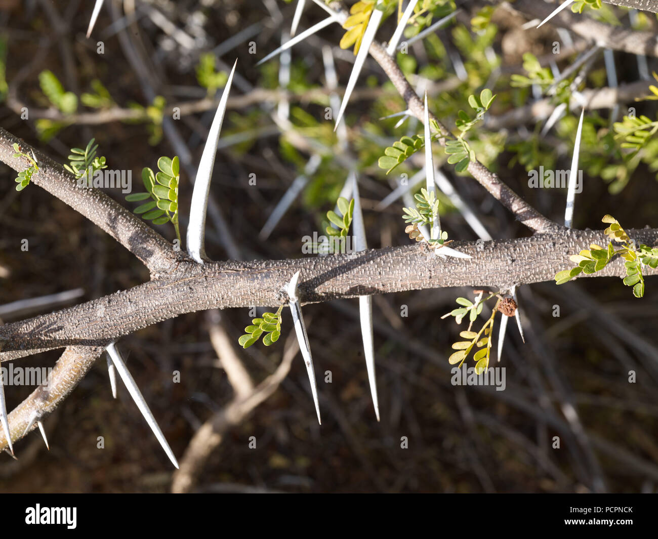 South african acacia tree showing spines, garden route, south africa ...