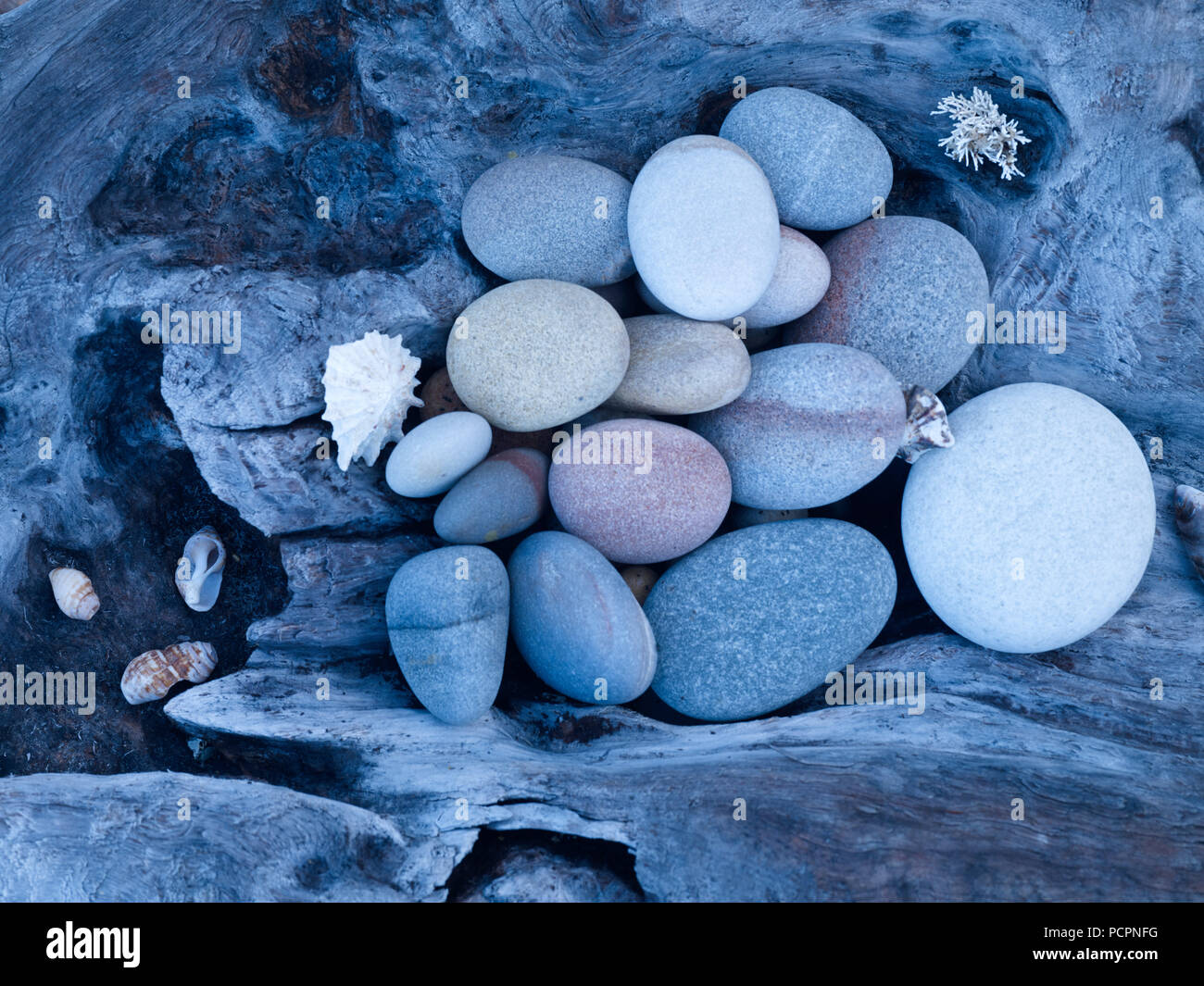 Pebbles on driftwood on driftwood beach, tsitsikamma national park ...