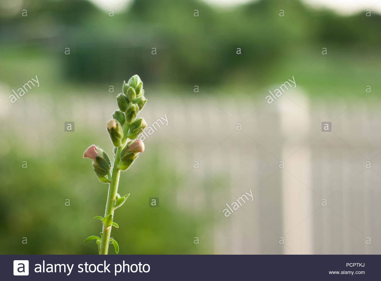 In A Snapdragon Flower Stock Photos & In A Snapdragon Flower Stock ...