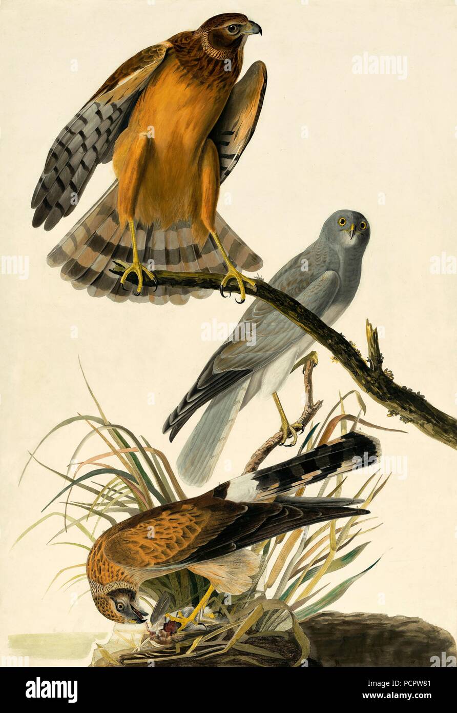 Northern harrier feather hi-res stock photography and images - Alamy