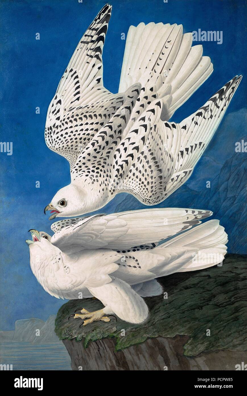 Jer Falcon High Resolution Stock Photography and Images - Alamy