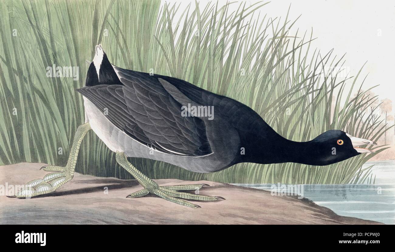American coot feet hi-res stock photography and images - Alamy