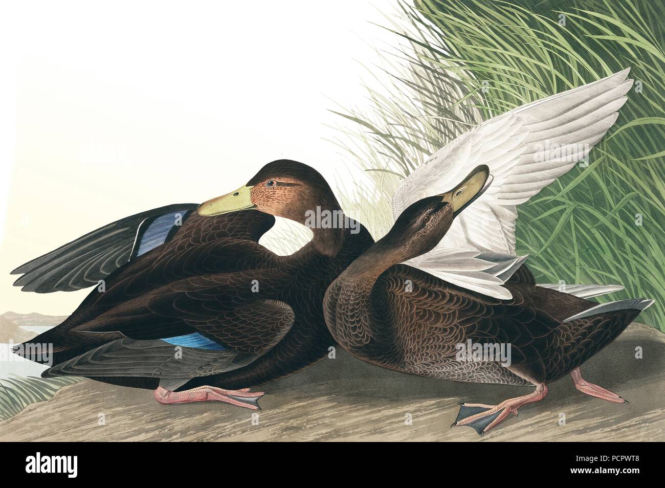 Dusky duck hi-res stock photography and images - Alamy