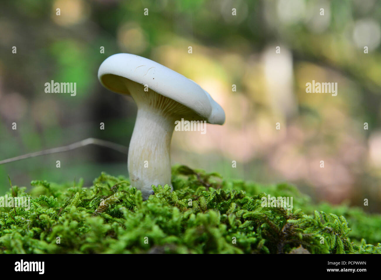 clitopilus prunulus, the miller, mushroom on the ground Stock Photo - Alamy