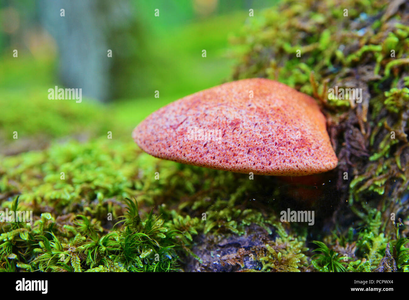 fistulina hepatica mushroom, also known as the beefsteak polypore or ...