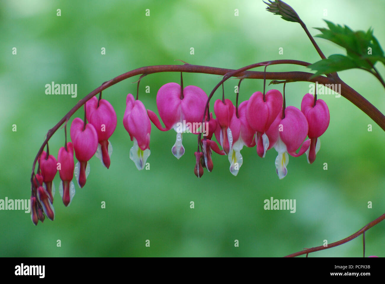 Blooming flowering bleeding heart with dangling blossoms Stock Photo ...