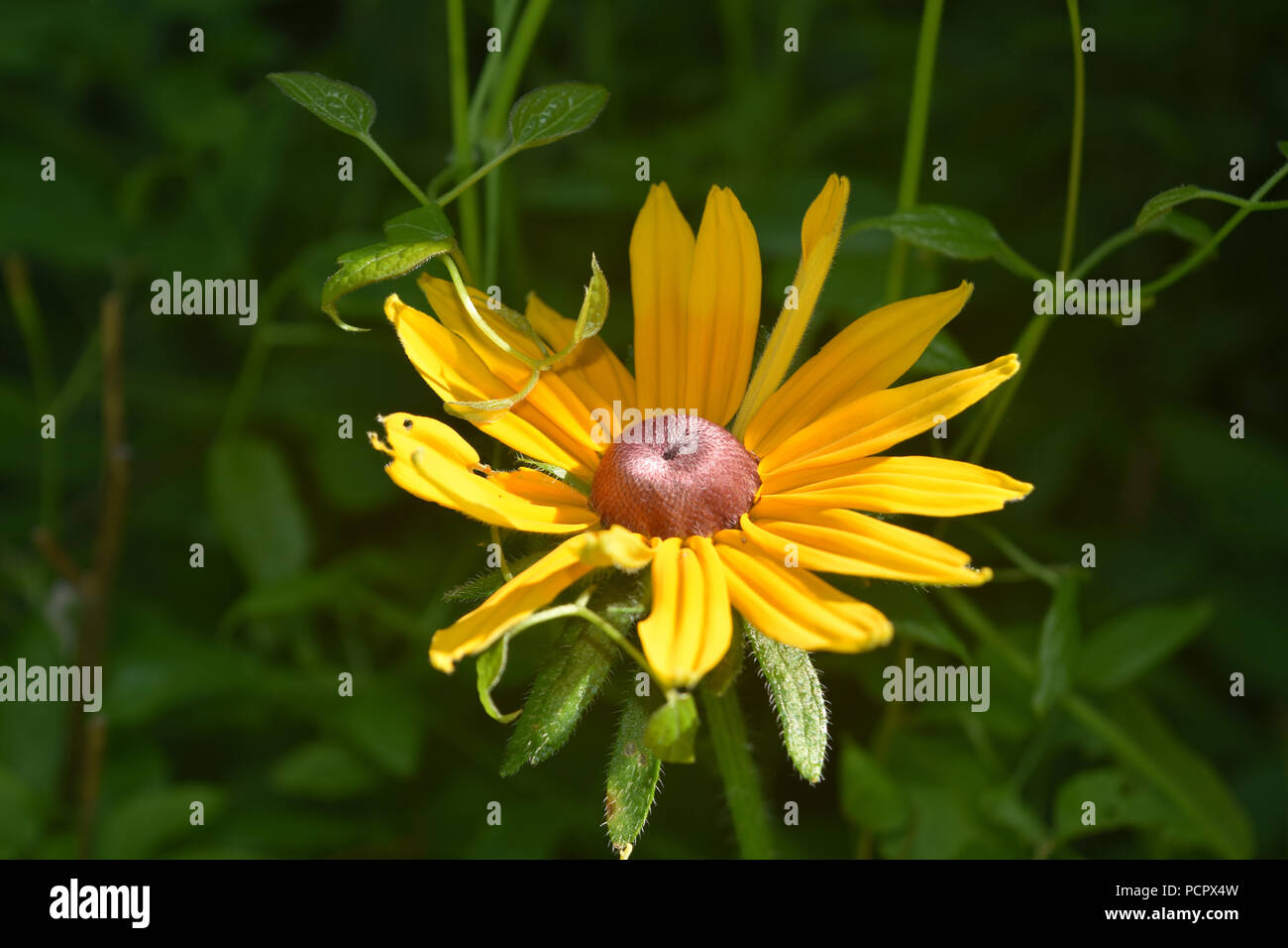 Stunning Yellow Budding Black Eyed Susan in a Garden Stock Photo - Alamy