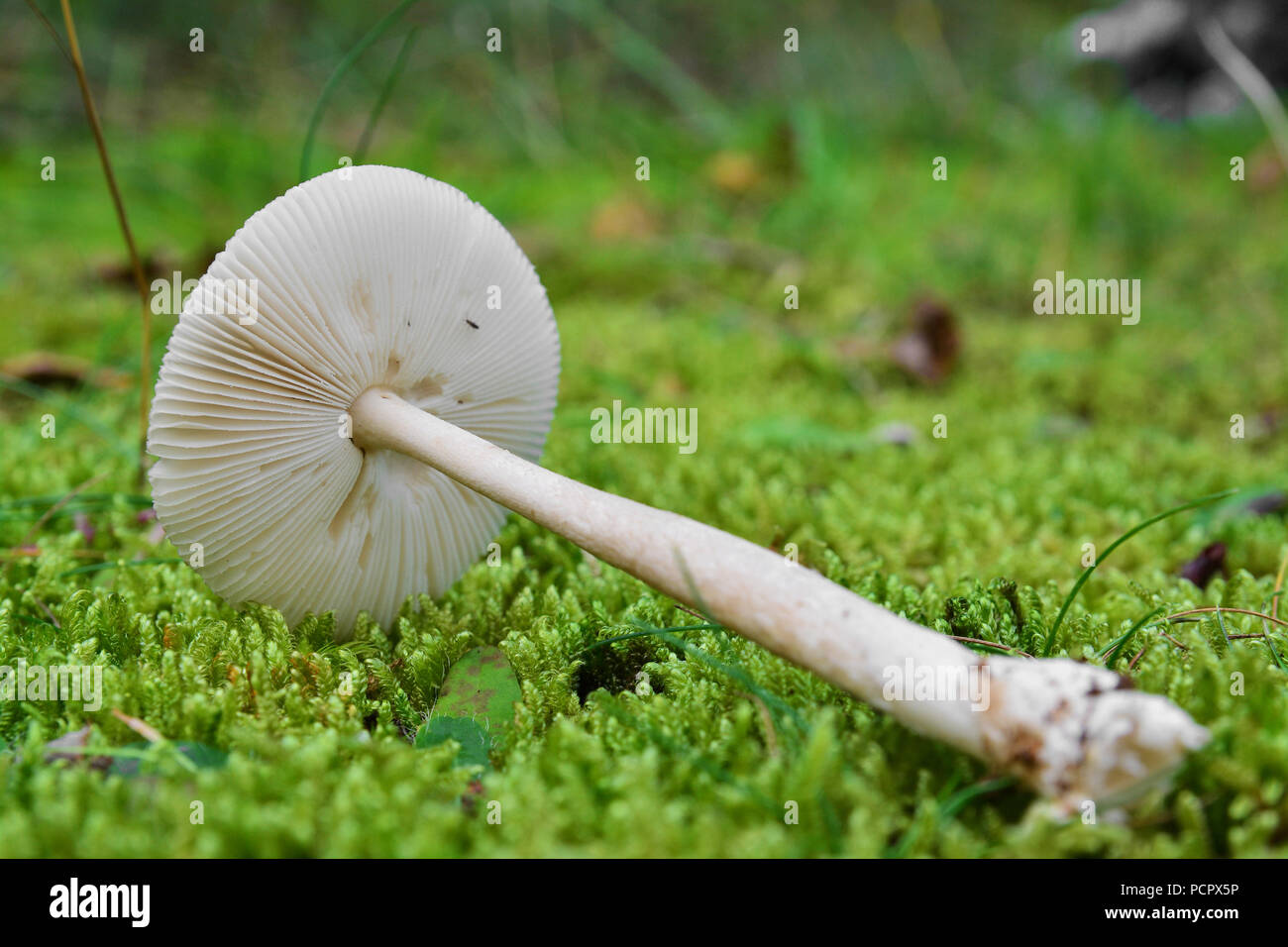 amanita vaginata, the grisette, mushroom on the ground Stock Photo - Alamy