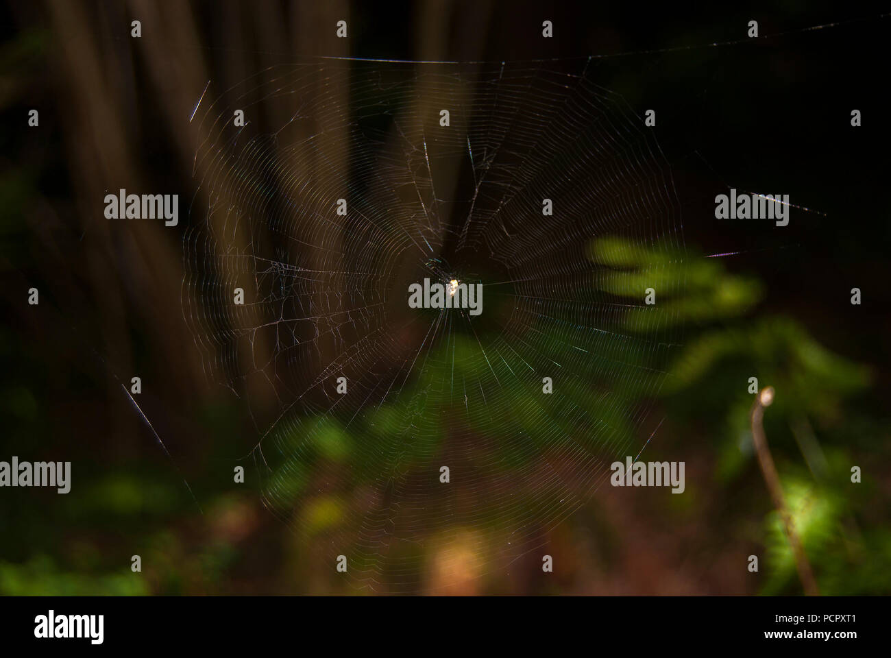Spider round hi-res stock photography and images - Alamy